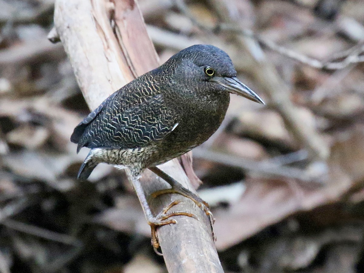 Zigzag Heron - Zebrilus undulatus - Birds of the World