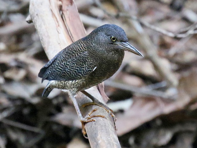 Zigzag Heron