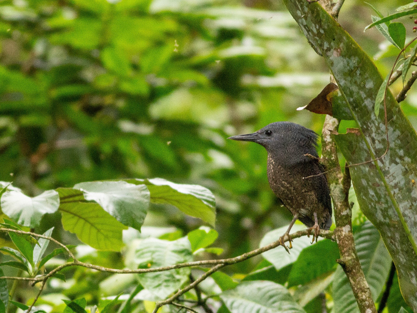 Zigzag Heron - eBird