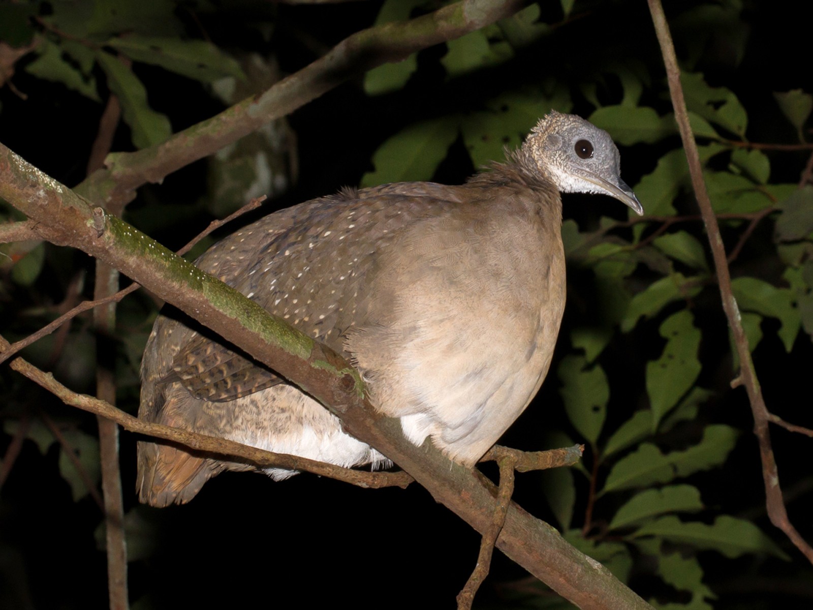 White-throated Tinamou - eBird