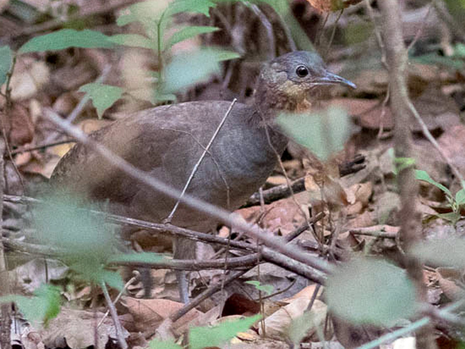 Inhambu-relógio - eBird