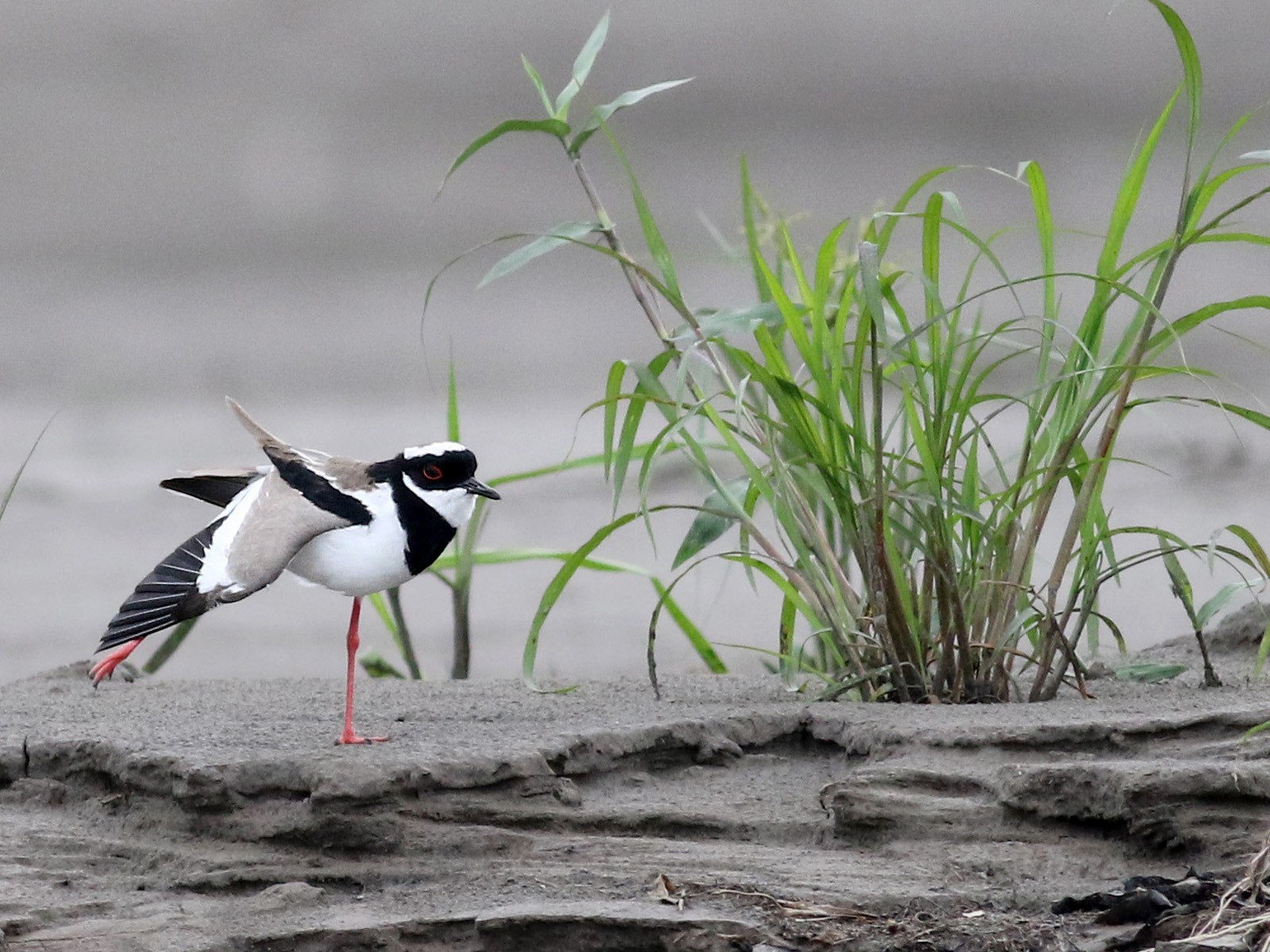 Pied Lapwing - eBird