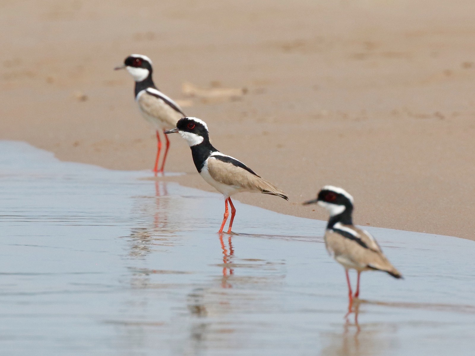 Pied Plover - eBird