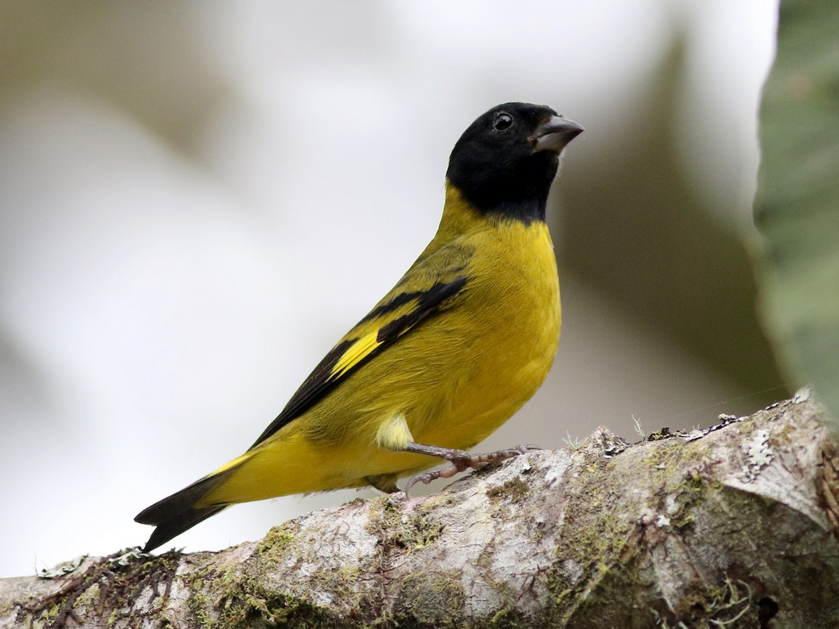 Olivaceous Siskin - Spinus olivaceus - Birds of the World