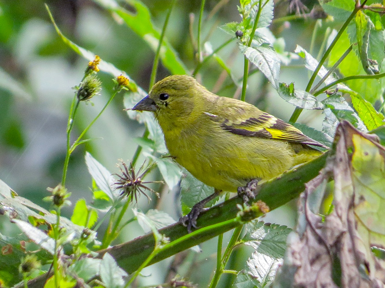 Olivaceous Siskin - eBird