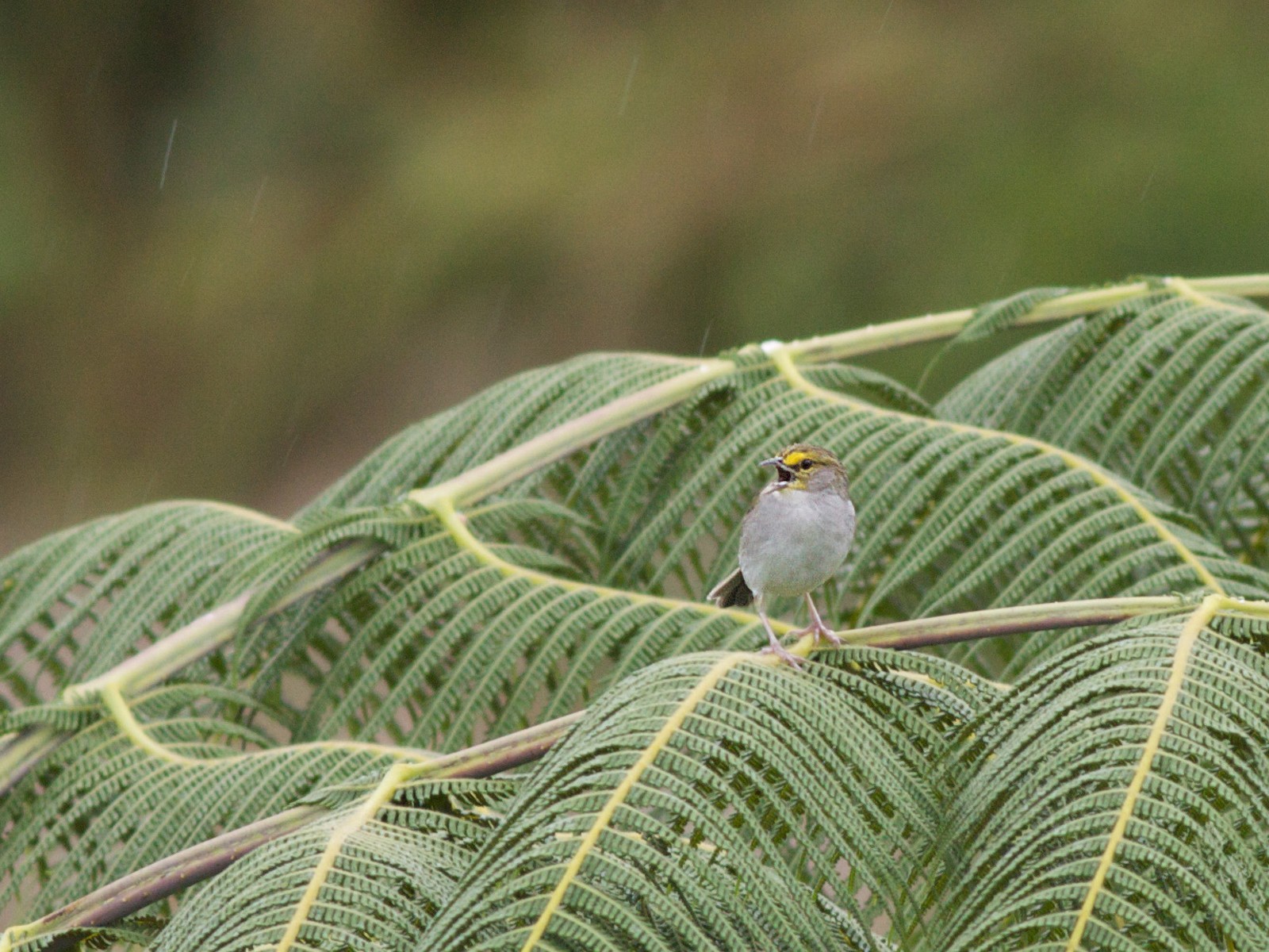 Yellow-browed Sparrow - eBird