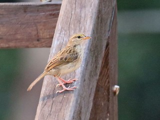 Yellow-browed Sparrow - eBird