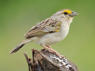 Yellow-browed Sparrow - eBird