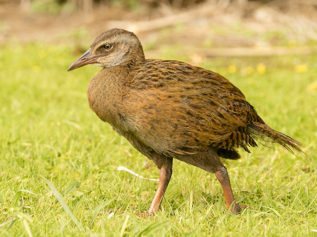 Weka Bird