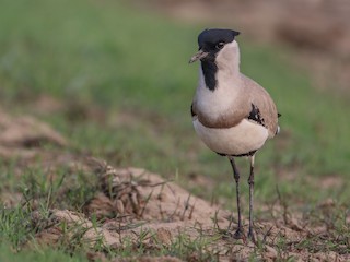 River Lapwing - eBird