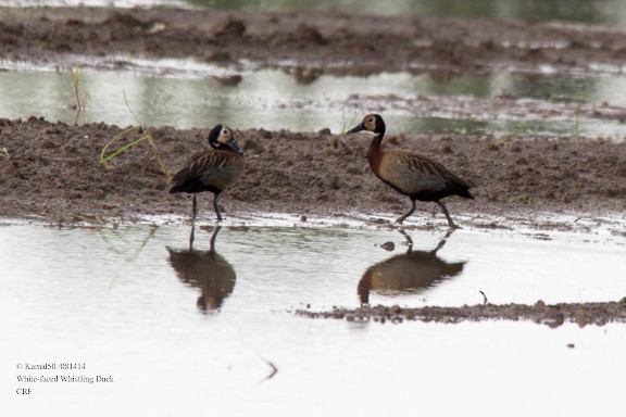 eBird Checklist - 14 Aug 2014 - Caroni Rice Fields - 28 species