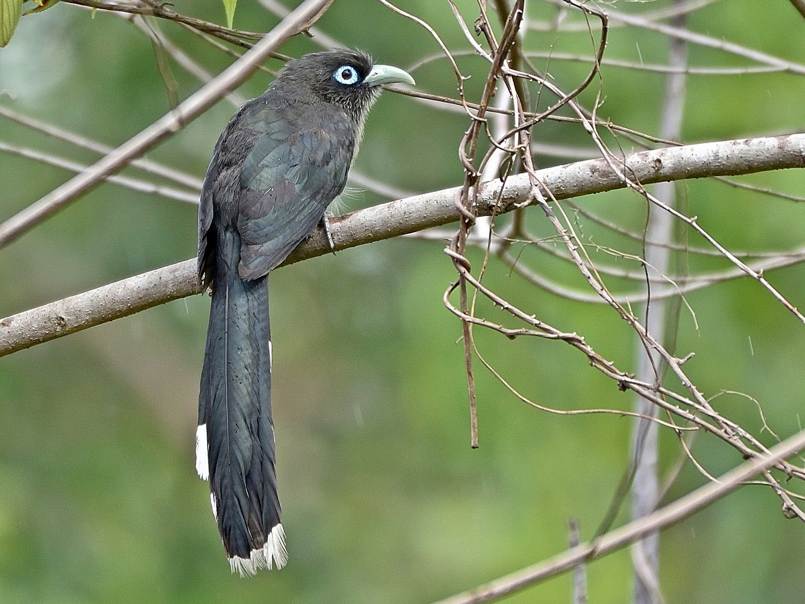 Blue-faced Malkoha - eBird