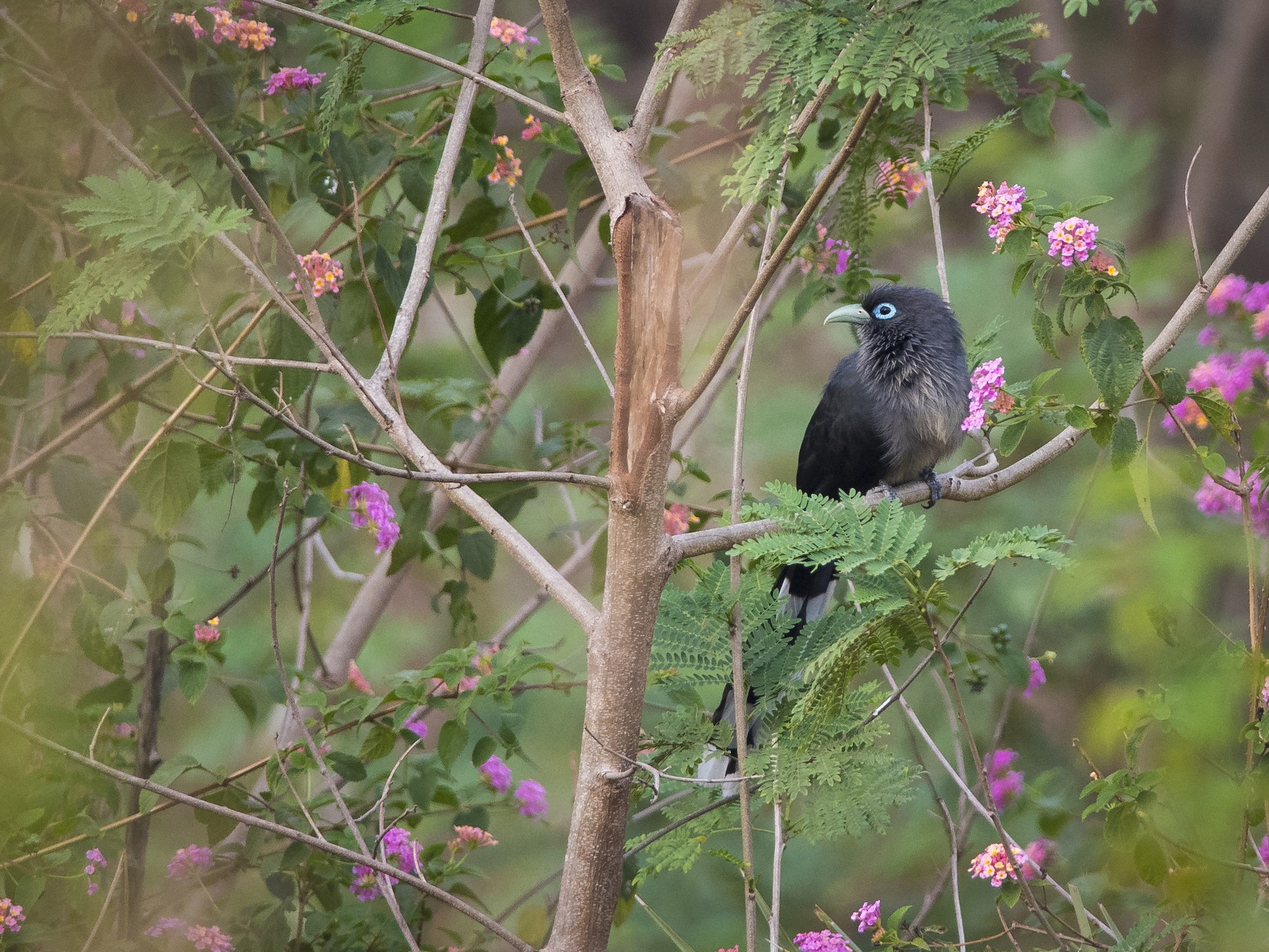 Blue-faced Malkoha - eBird