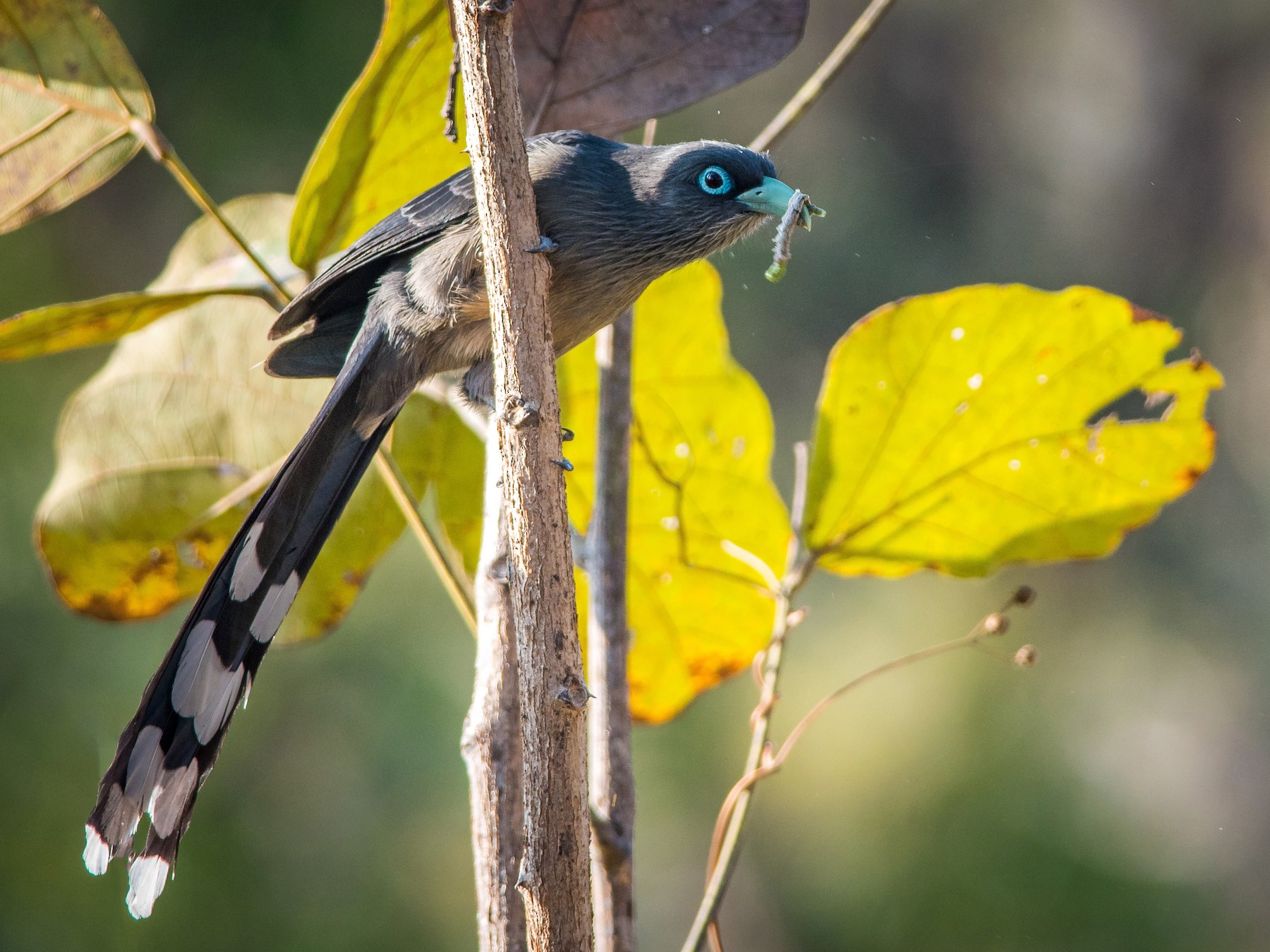 Blue-faced Malkoha - eBird