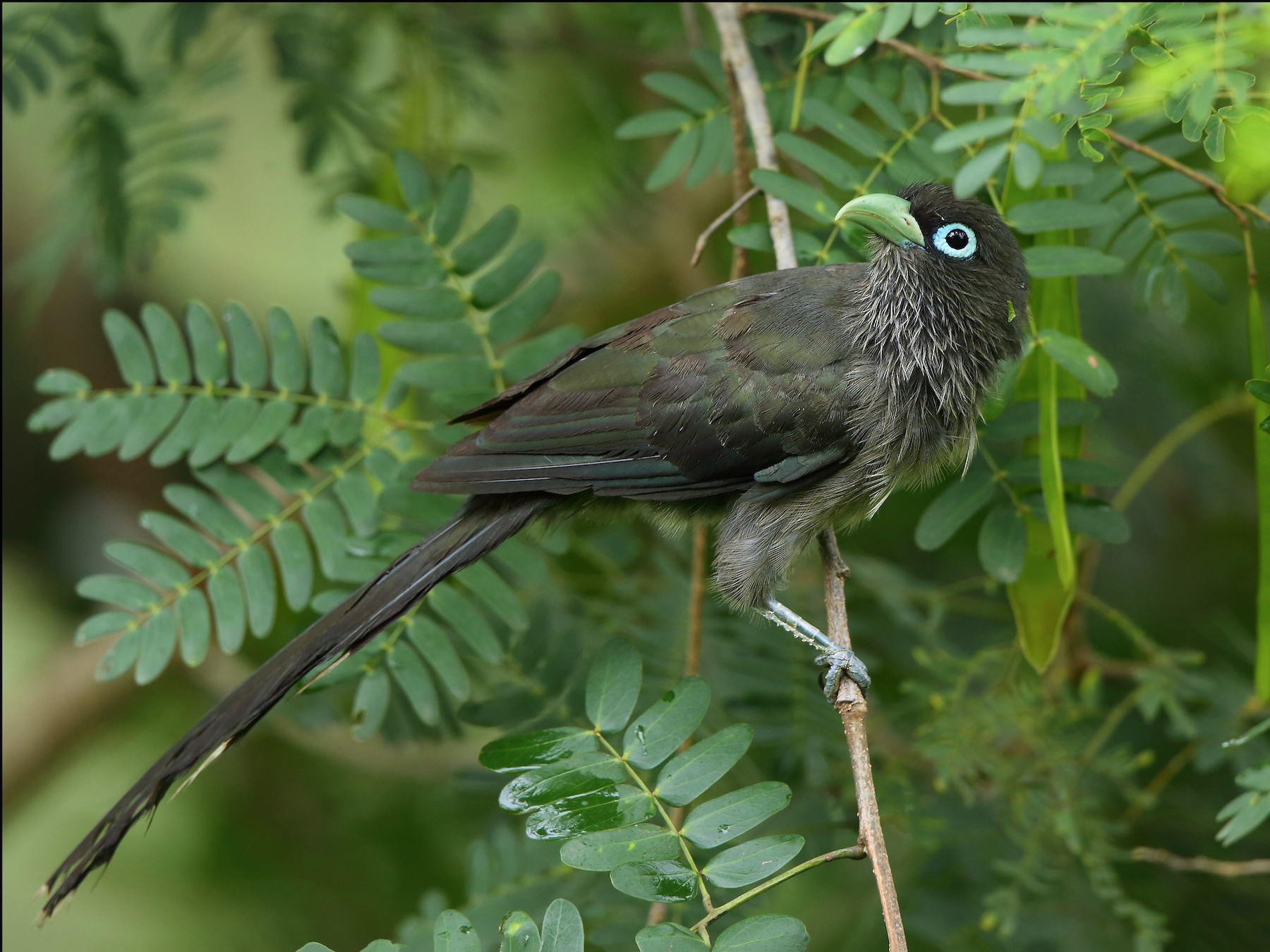 Blue-faced Malkoha - eBird