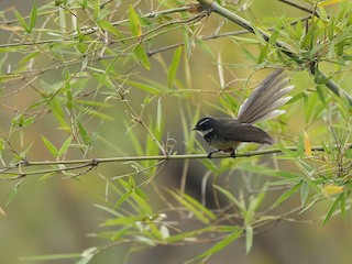 Spot-breasted Fantail - eBird