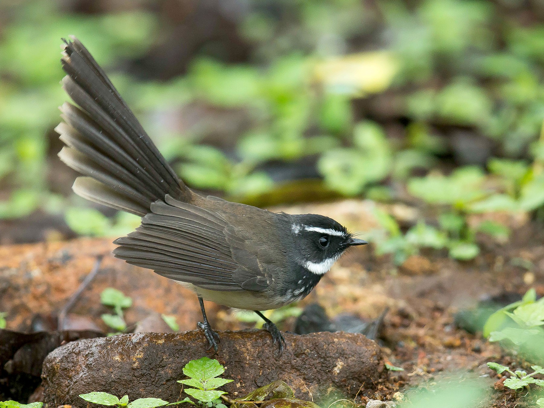 Spot-breasted Fantail - eBird