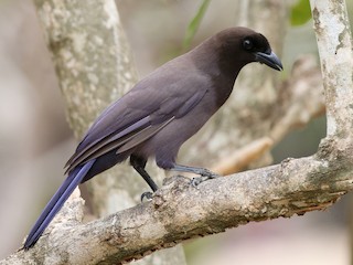 Purplish Jay - eBird