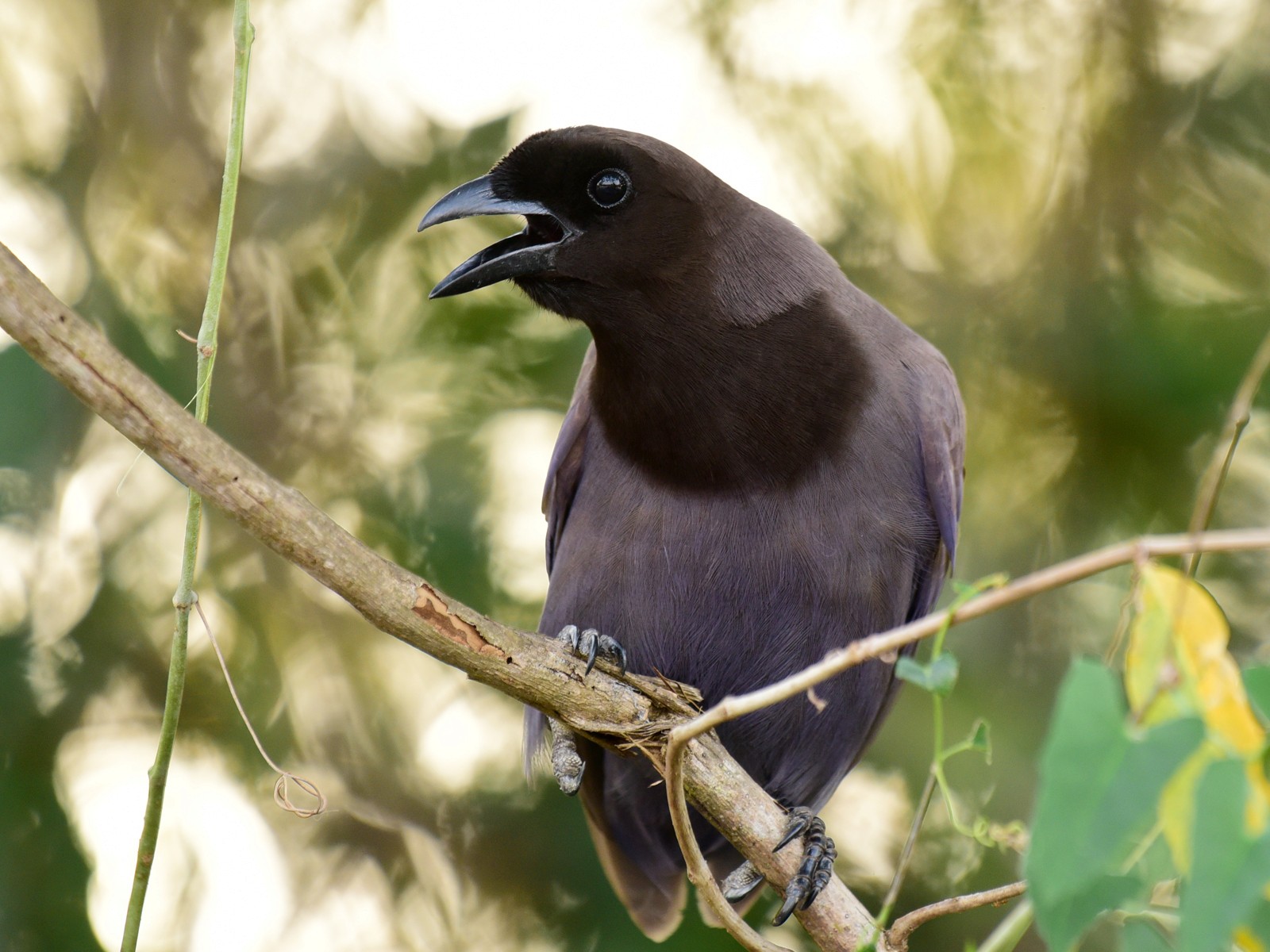 Purplish Jay - eBird