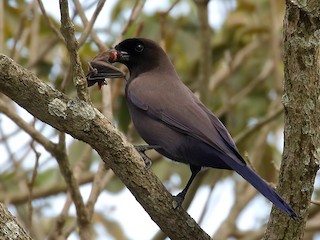 Purplish Jay - eBird