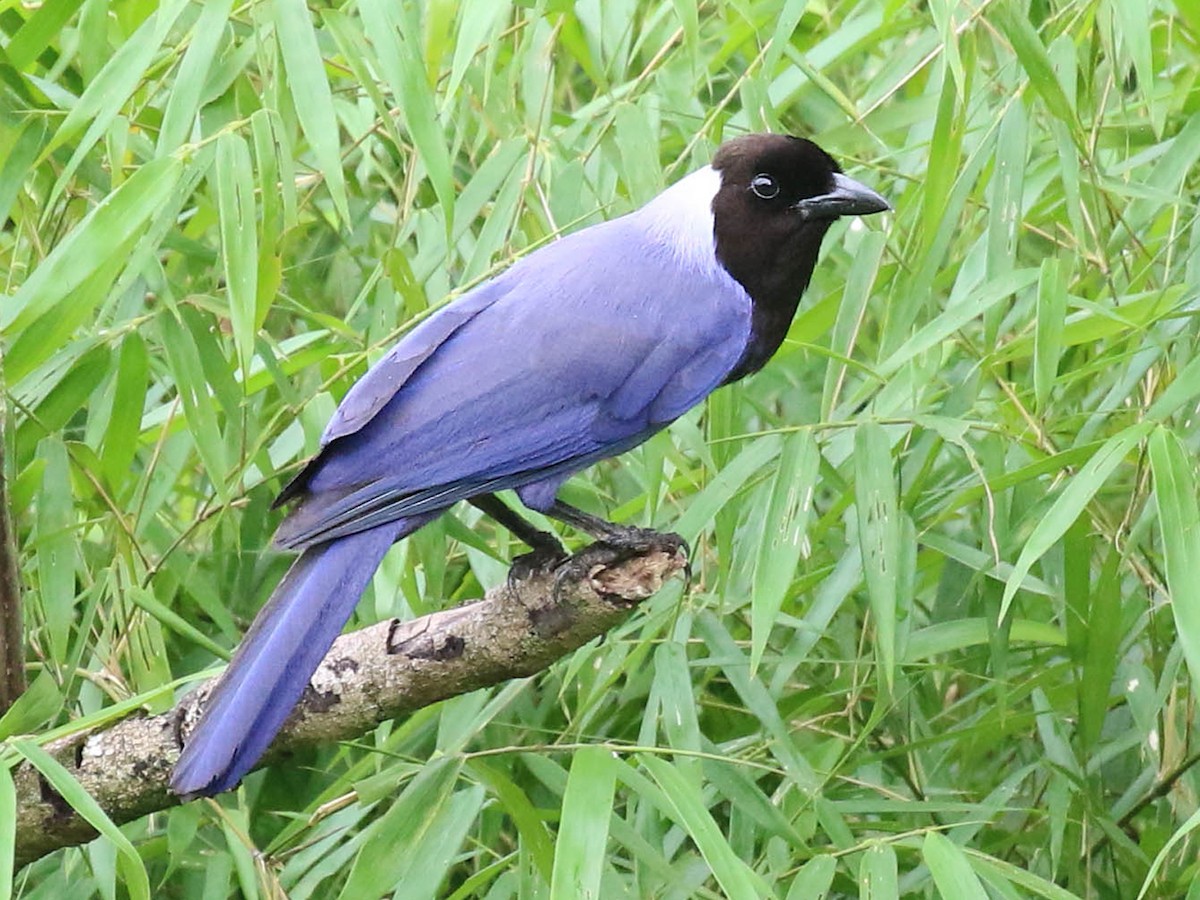Violaceous Jay - Cyanocorax violaceus - Birds of the World
