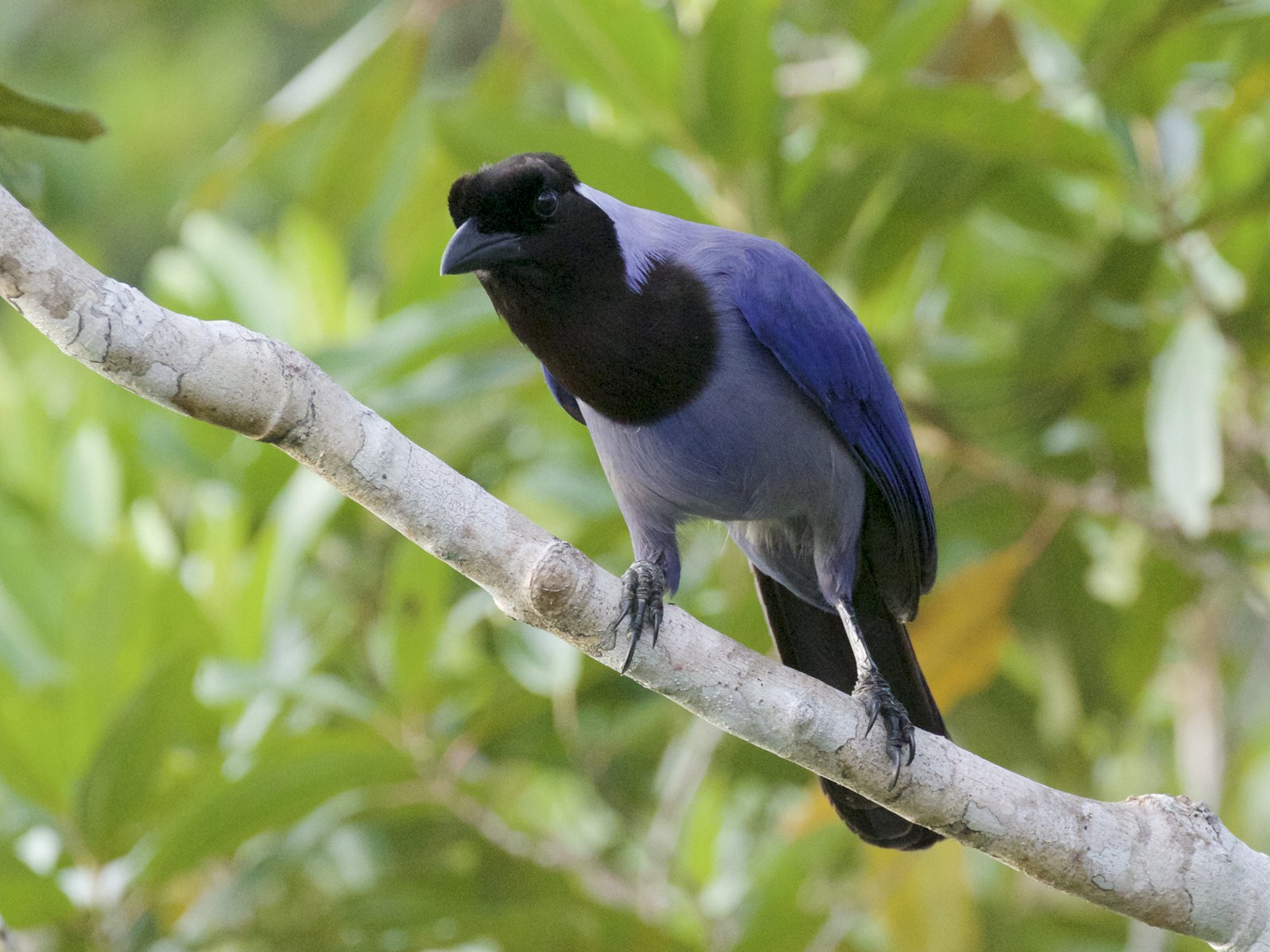 Violaceous Jay - eBird