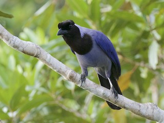 Violaceous Jay - eBird