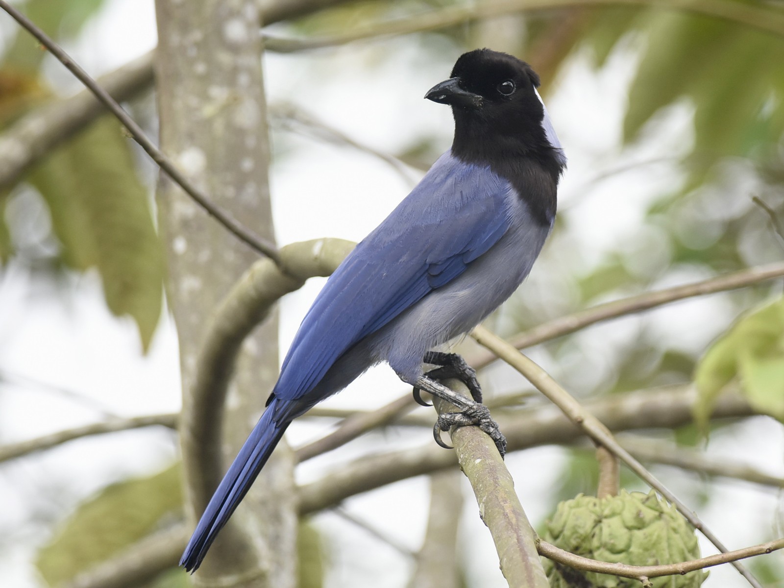 Violaceous Jay - eBird