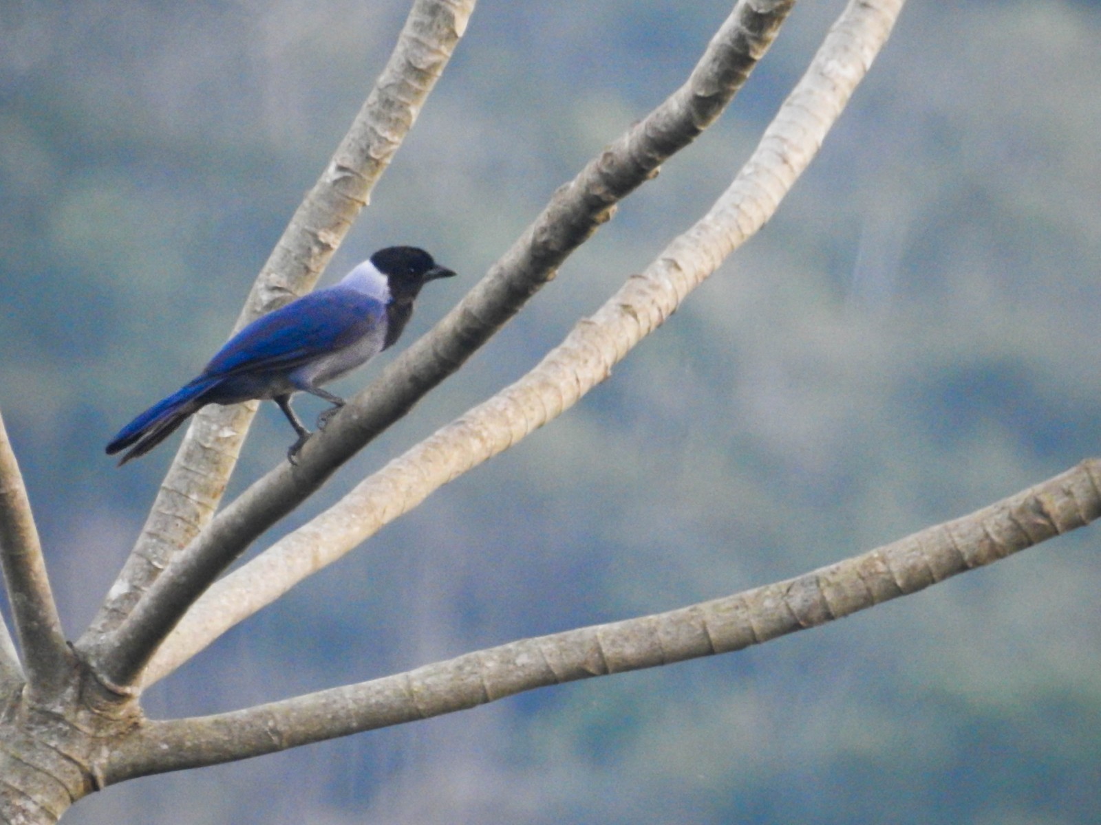 Violaceous Jay - eBird