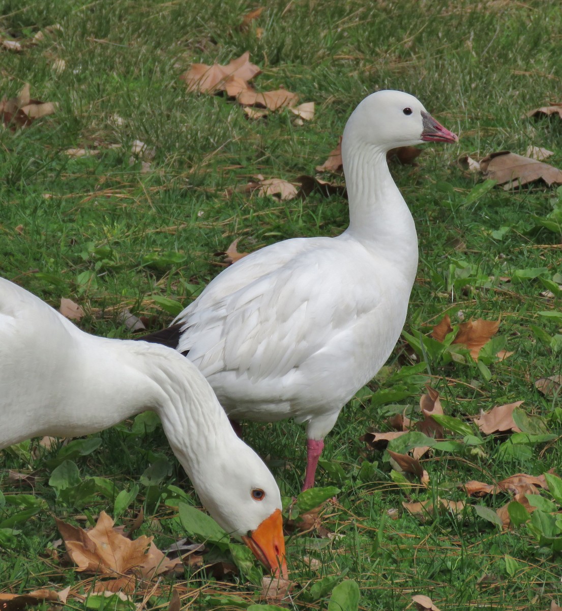 eBird Checklist - 20 Feb 2019 - Santa Fe Dam Rec. Area - 50 species (+4 ...