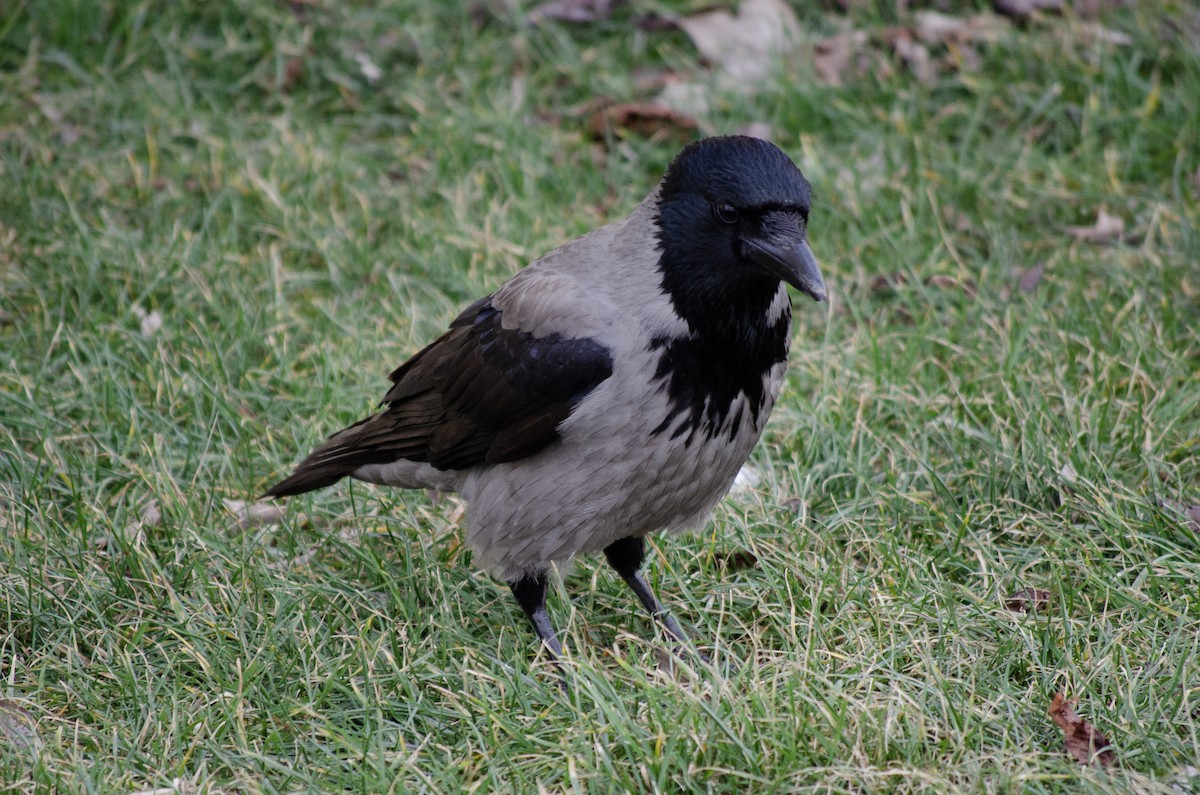 Carrion x Hooded Crow (hybrid) - eBird