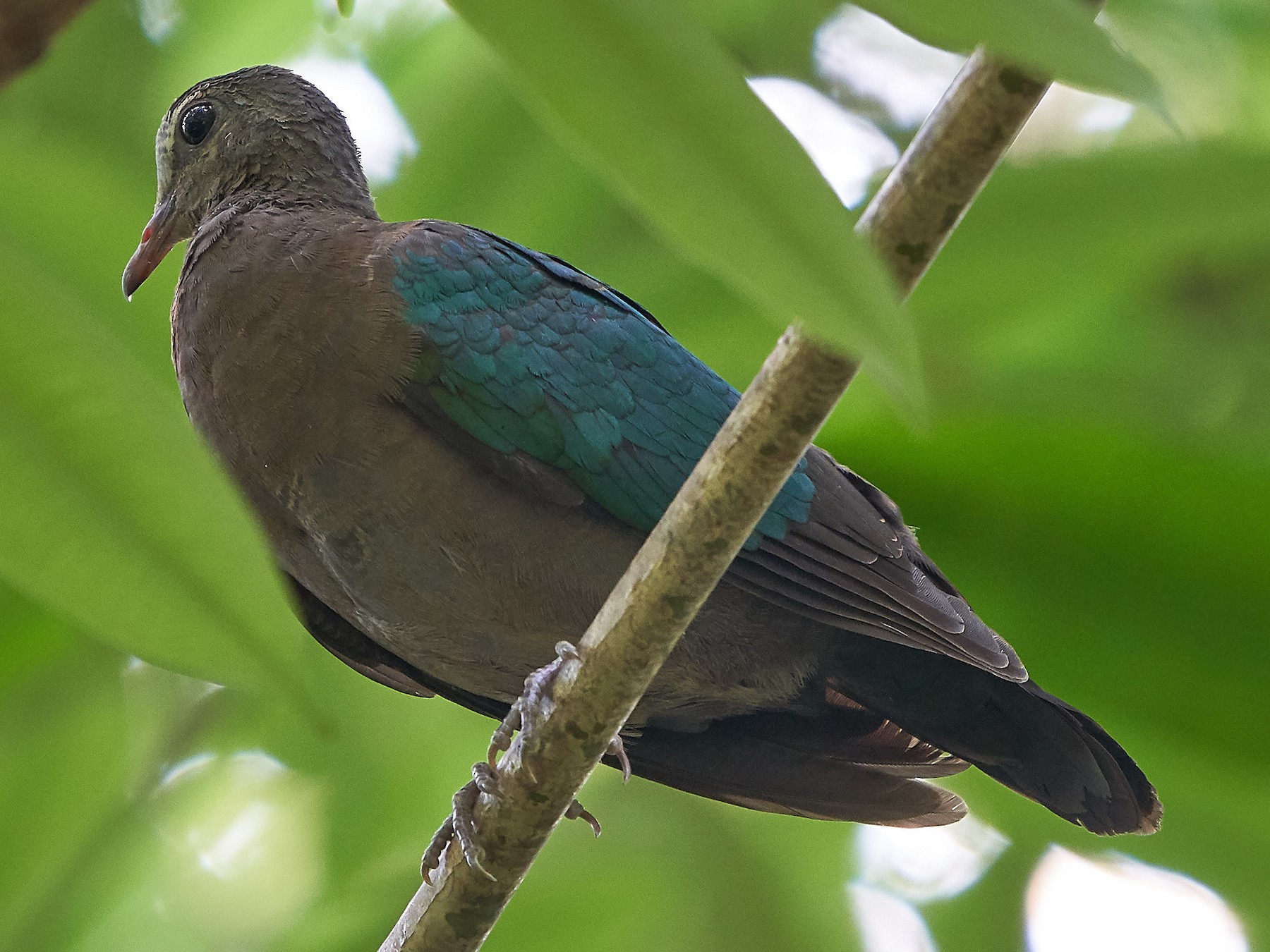 Asian Emerald Dove - eBird
