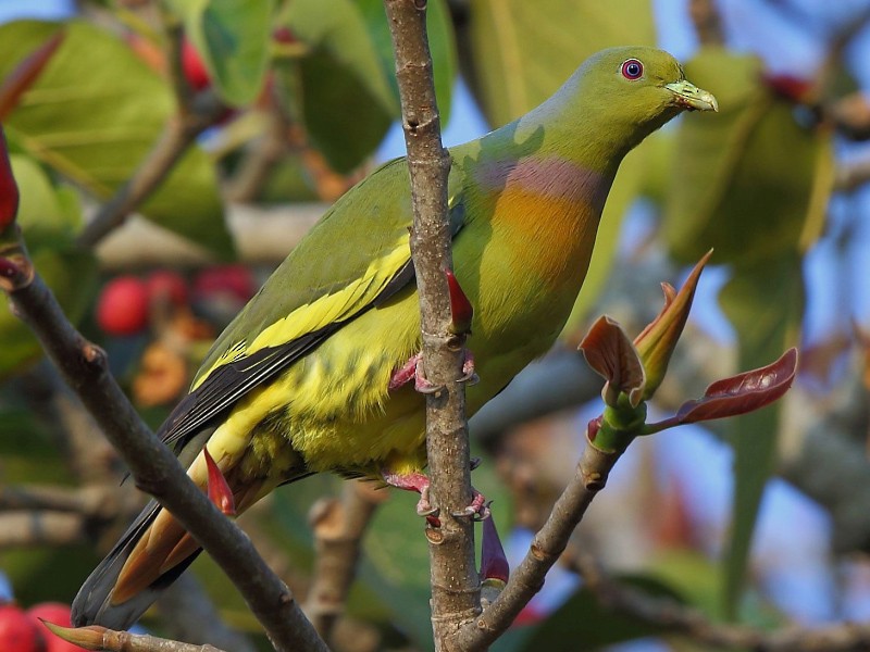 Orange-breasted Green-Pigeon - Treron bicinctus - Birds of the World