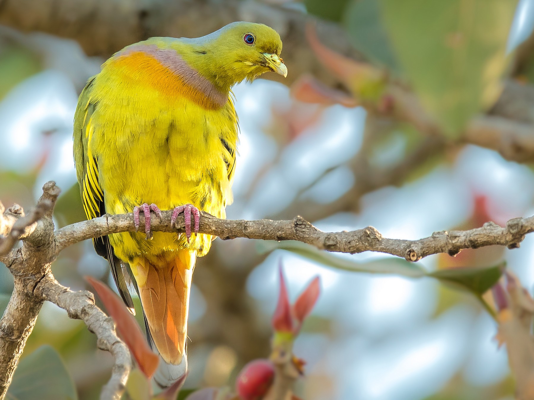 Orange-breasted Green-Pigeon - eBird