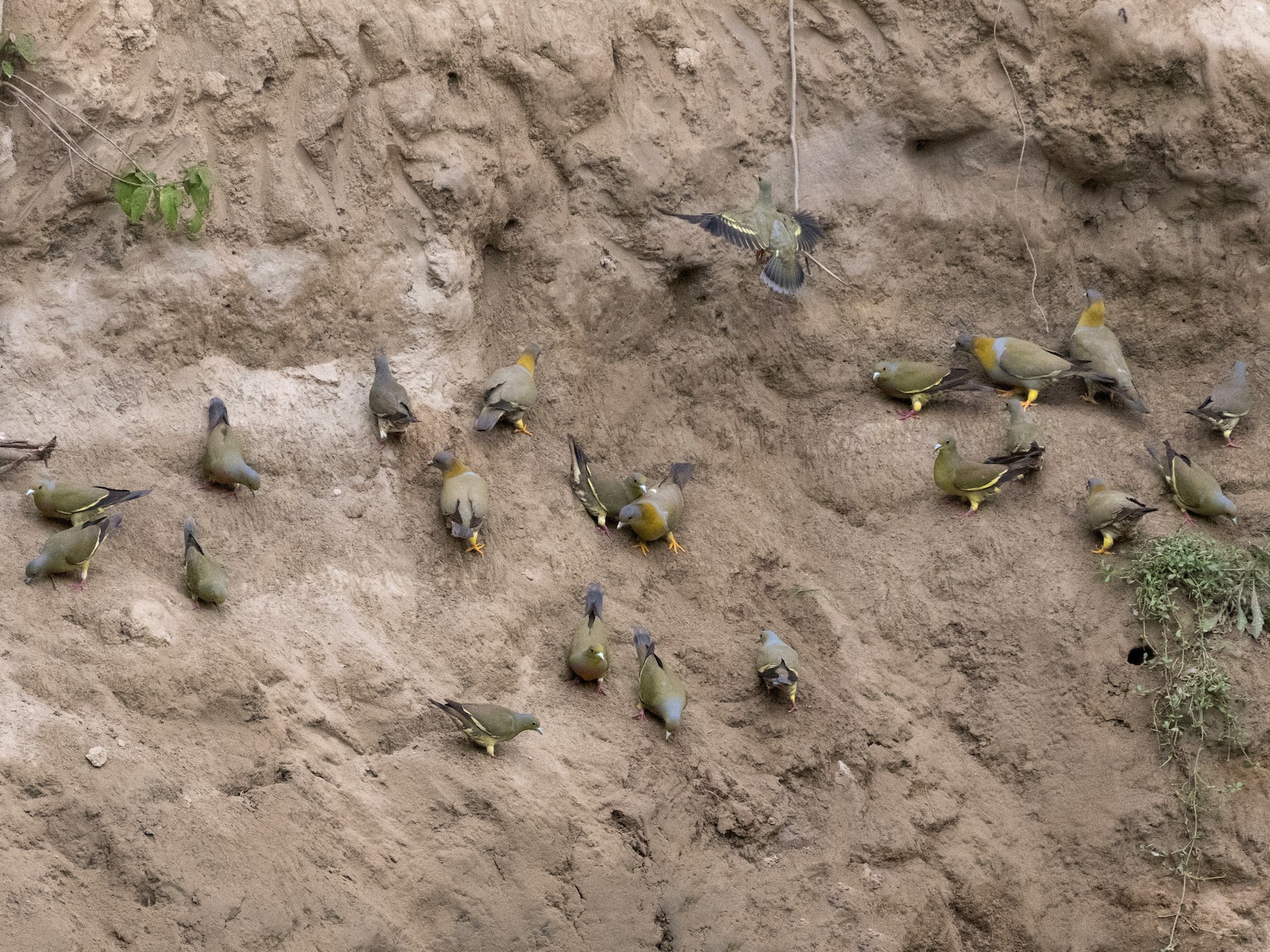 Punai siam - eBird