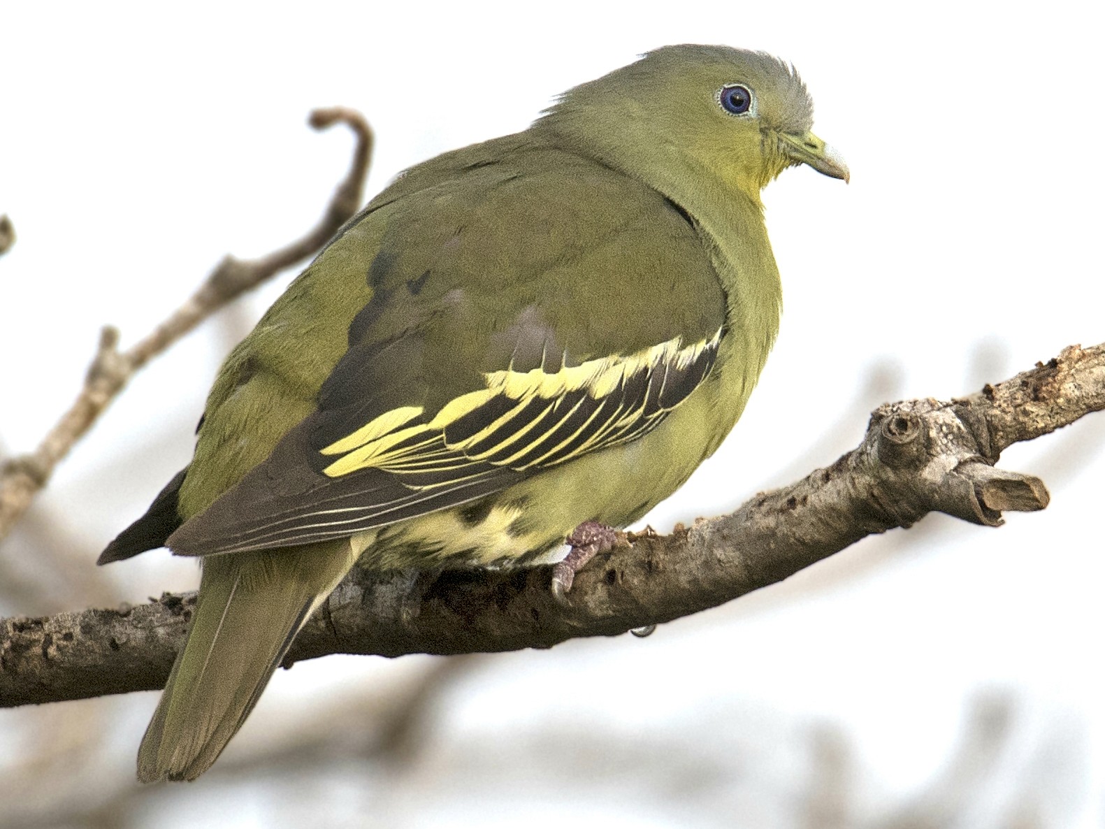 Gray-fronted Green-Pigeon - eBird