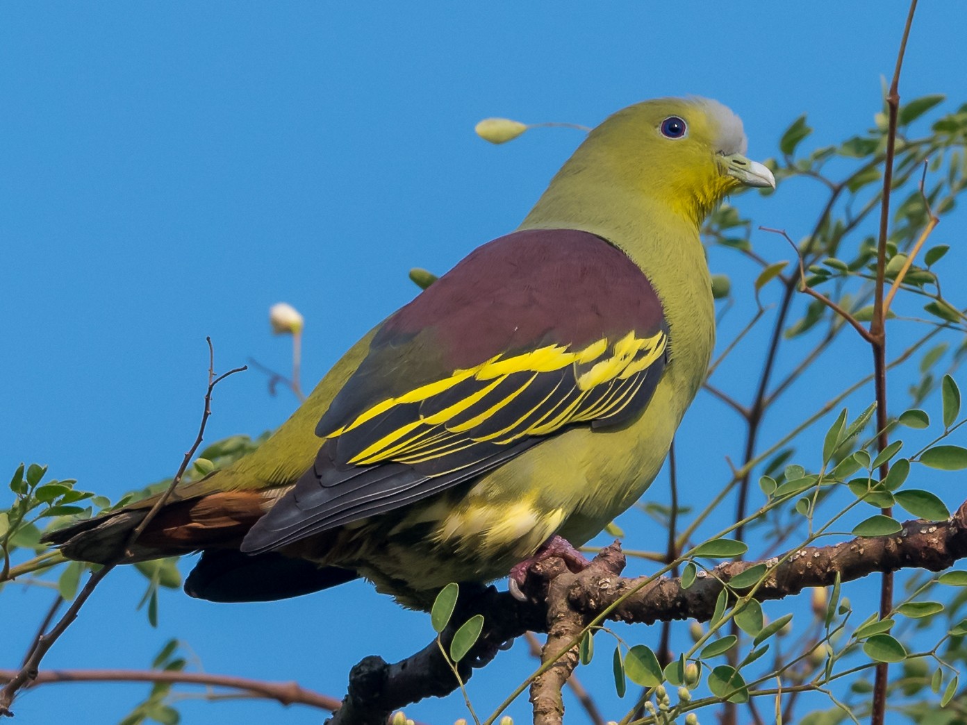 Colombar des Ghats - eBird