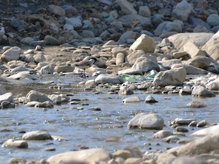 River Lapwing - eBird