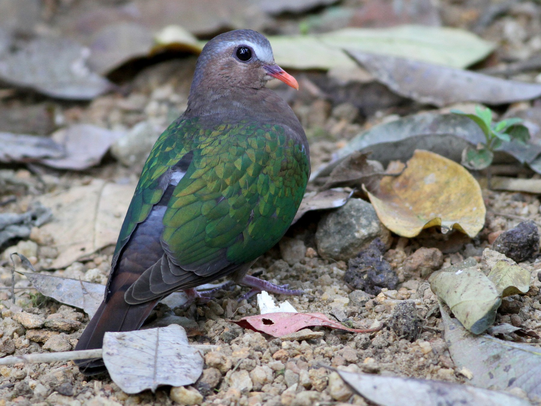 Asian Emerald Dove - eBird