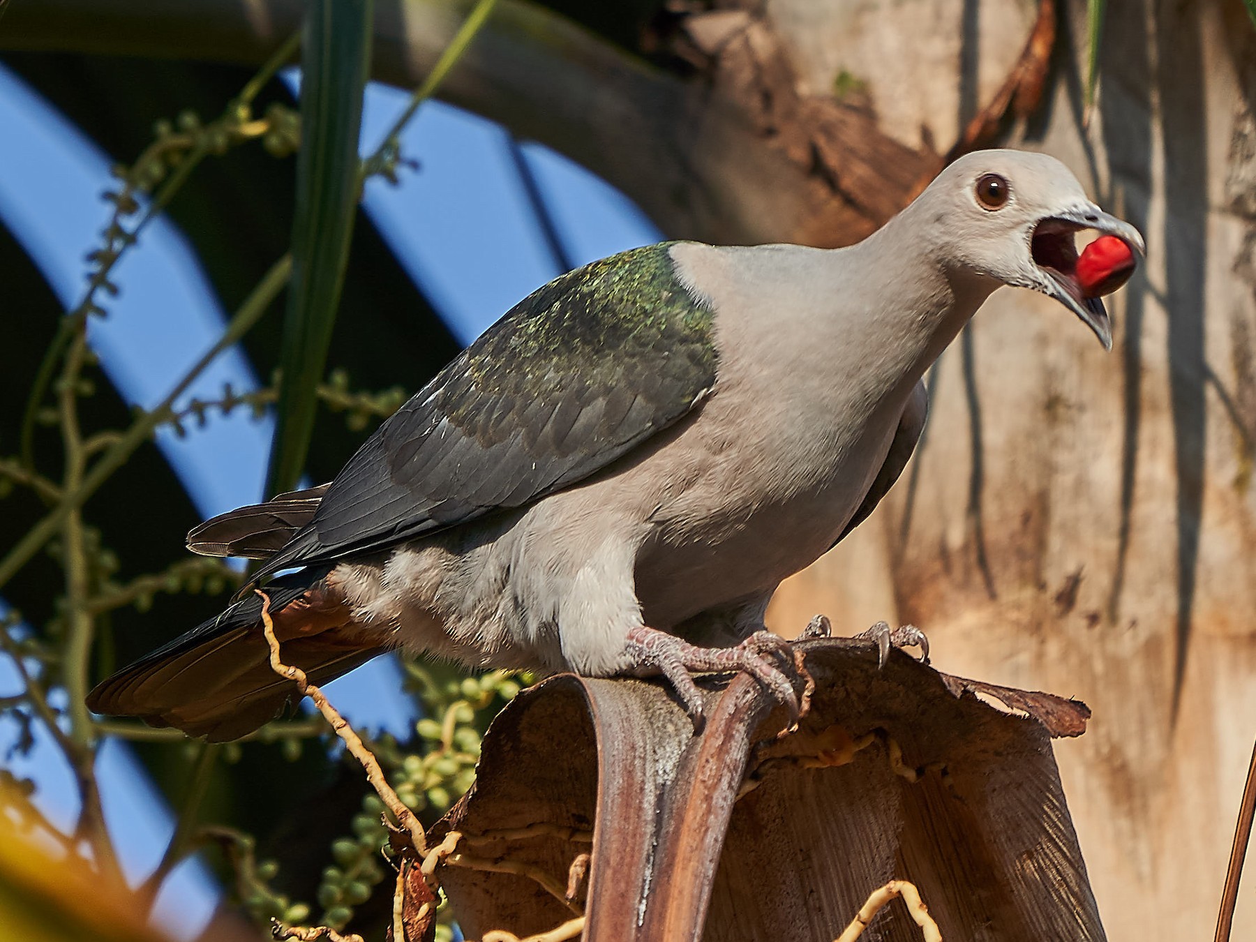 Green Imperial-Pigeon - eBird