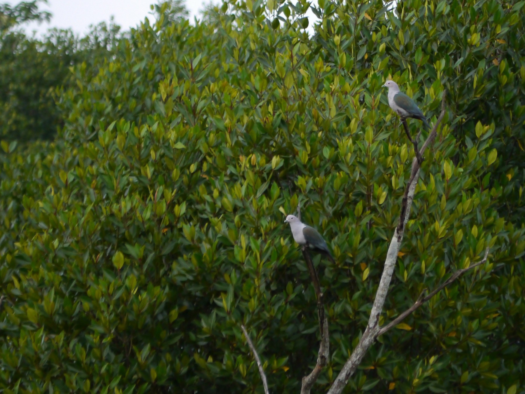 Green Imperial-Pigeon - eBird