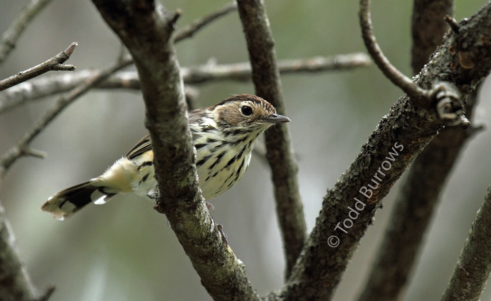 eBird Checklist - 9 Feb 2012 - Springbrook National Park--Pocket Rd at ...