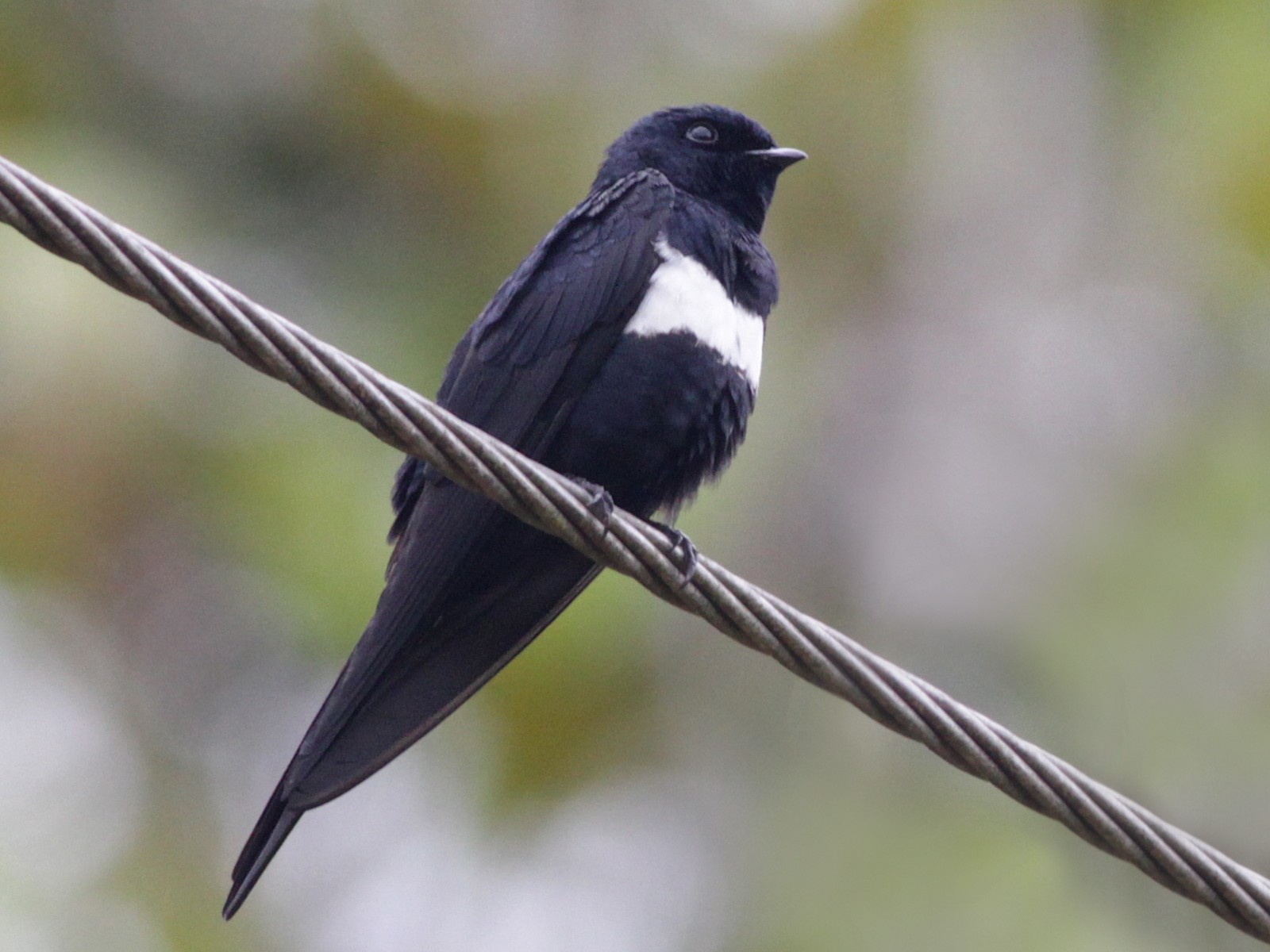 White-banded Swallow - eBird