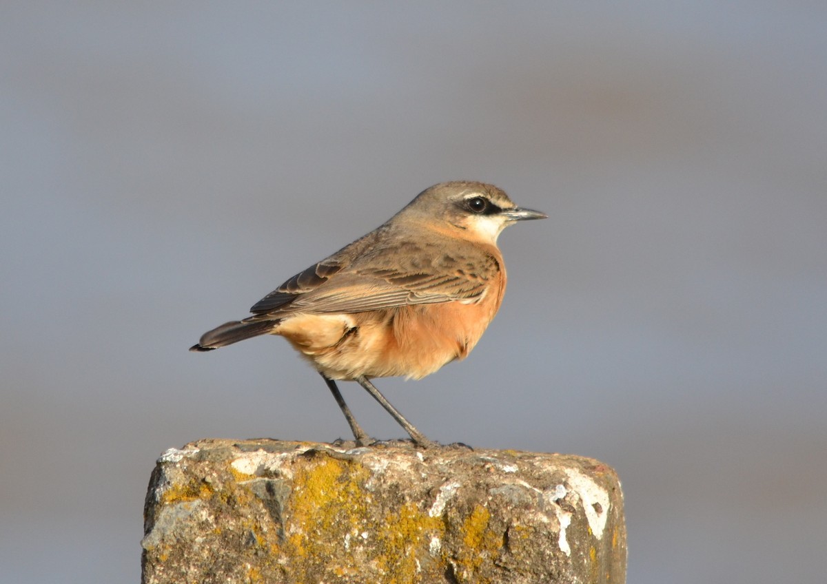 eBird Checklist - 22 Nov 2014 - Gefersa Reservoir - 78 species
