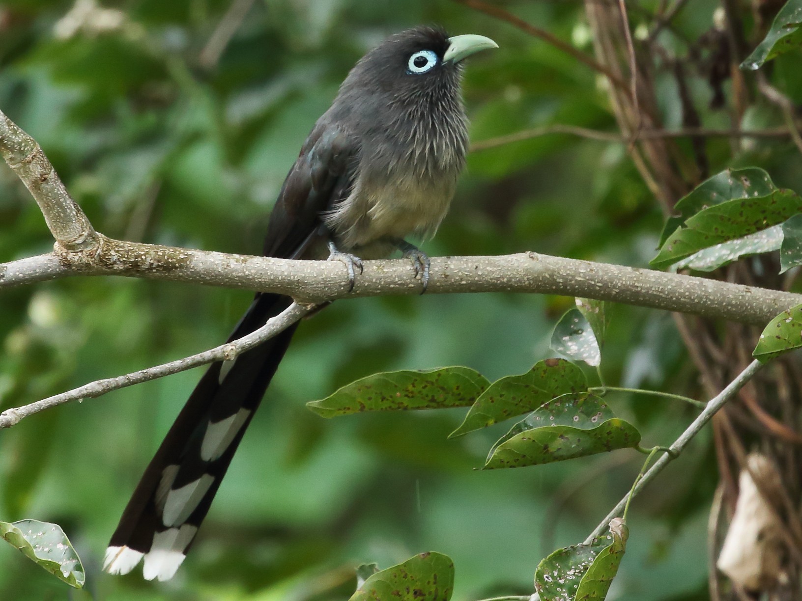 Blue-faced Malkoha - eBird
