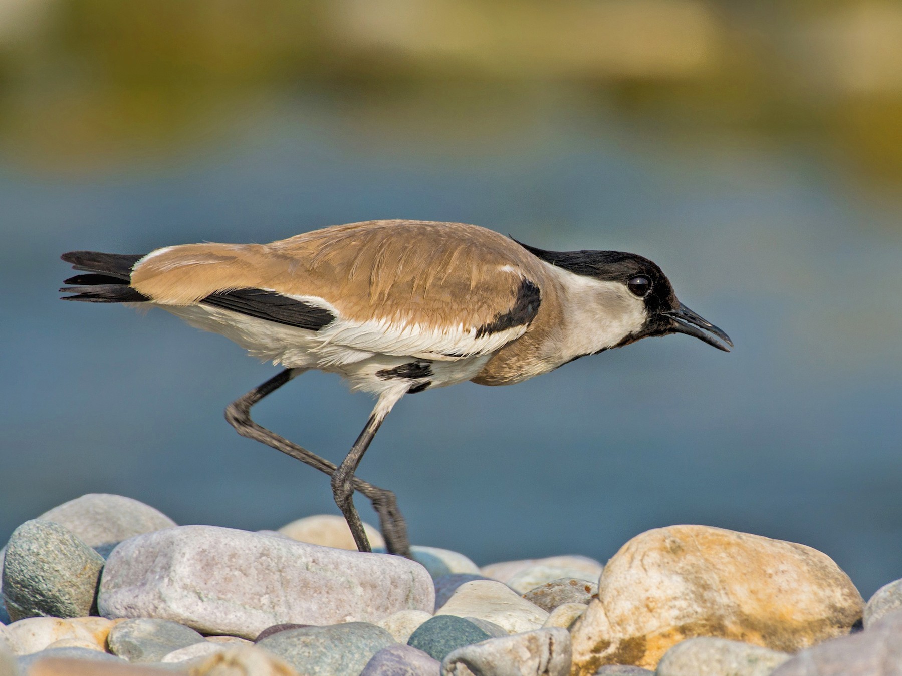 River Lapwing - eBird