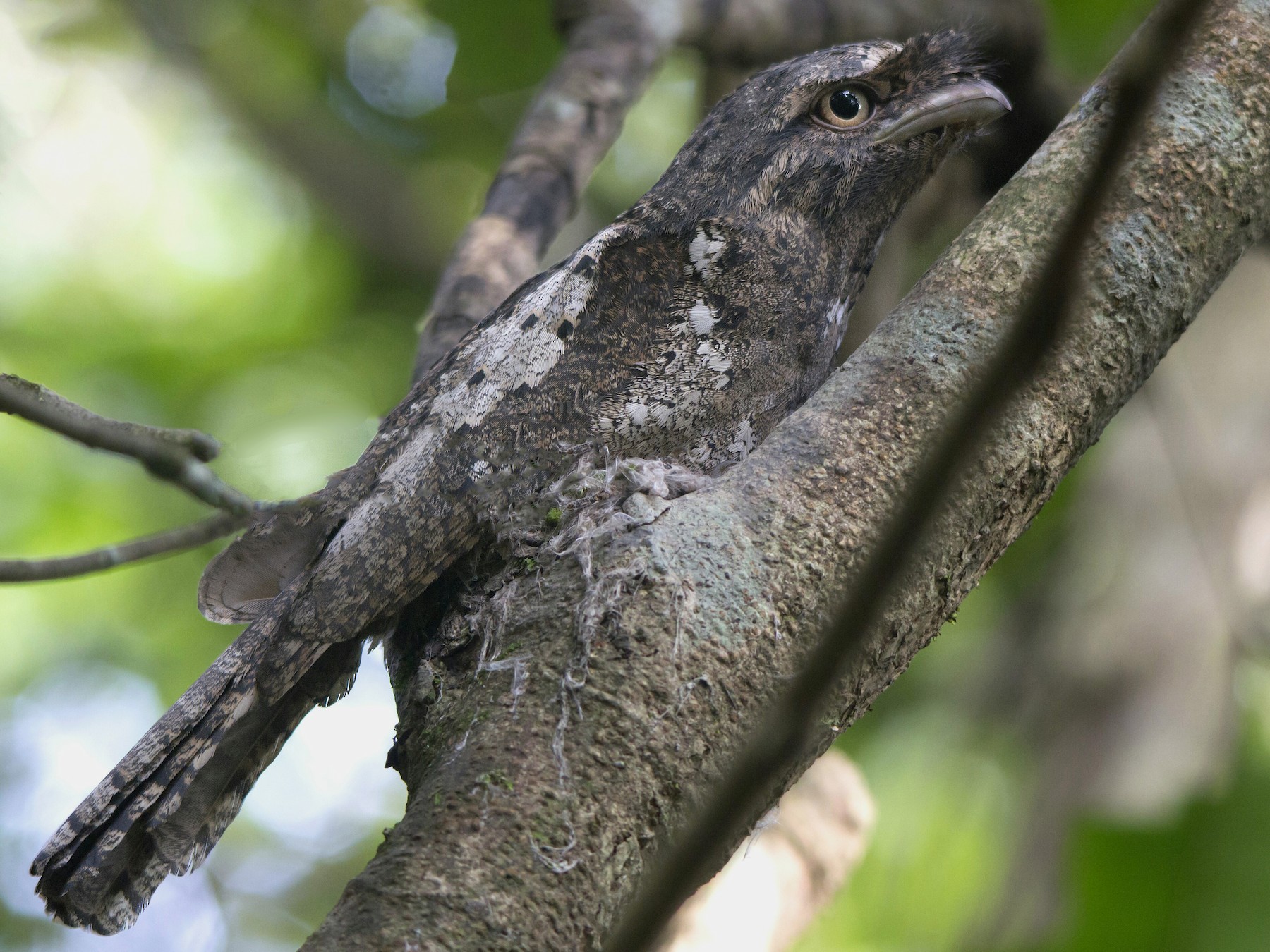 Podargo de Ceilán - eBird