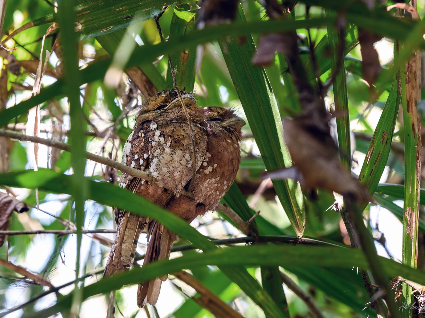 Podargo de Ceilán - eBird