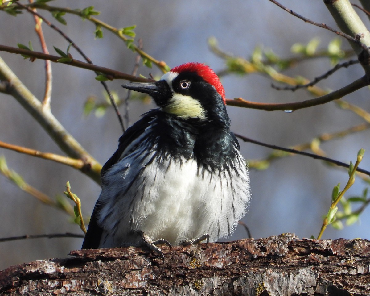 eBird Checklist - 21 Feb 2019 - Centennial Park/Trail--Paso Robles - 32 ...