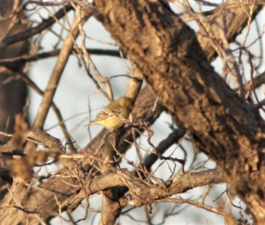 eBird Checklist - 21 Feb 2019 - Lake Kickapoo - 21 species